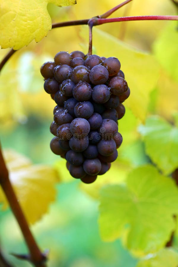 Pinot Gris Grapes in Vineyard Okanagan Kelowna British Columbia Canada ...