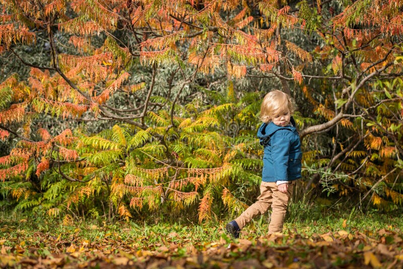 Fall playing stock photo. Image of head, outside, little - 61367024