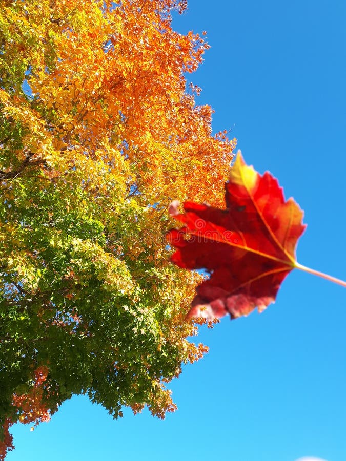 Fall at the Point stock image. Image of phone, orange - 228249623