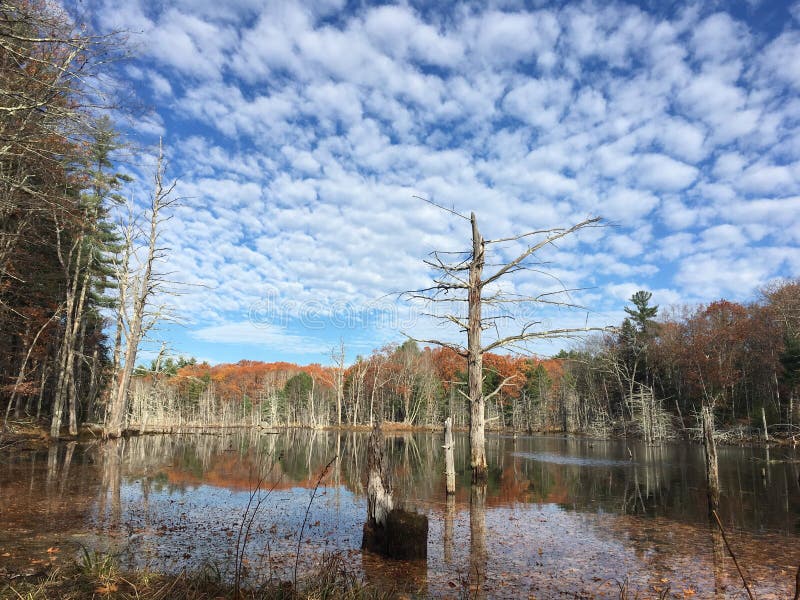 Fall pond scene stock image. Image of reflection, cloud - 88867203