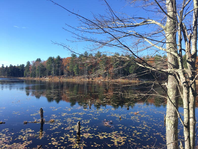 Fall pond scene stock image. Image of leaves, swamp, lake - 88867207