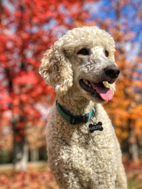 Fall Poodle stock photo. Image of standard, white, beautiful - 212855252