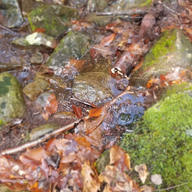 Fall puddle stock photo. Image of leaves, fall, moss - 166140260