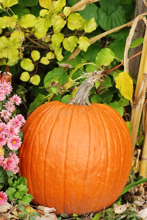 Fall pumpkin stock image. Image of season, yellow, stem - 25803941