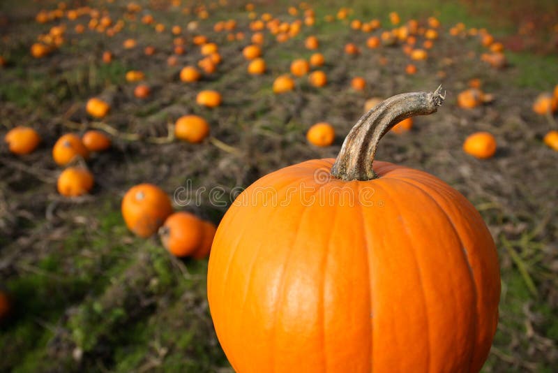 Fall Pumpkin stock photo. Image of straw, smiling, seasonal - 11491278