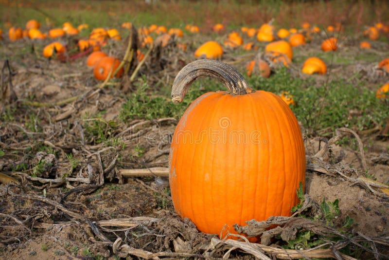 Fall pumpkin stock image. Image of holidays, blue, lantern - 3242109