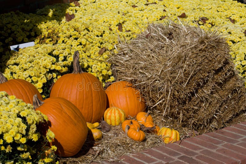 Fall pumpkin scene stock photo. Image of vegetable, autumn - 7095736