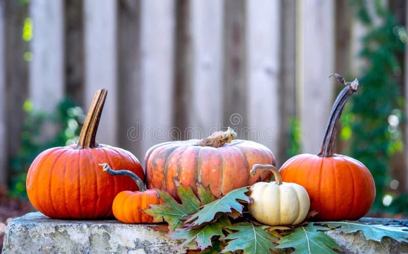 Fall pumpkin still life stock image. Image of autumn - 320353427