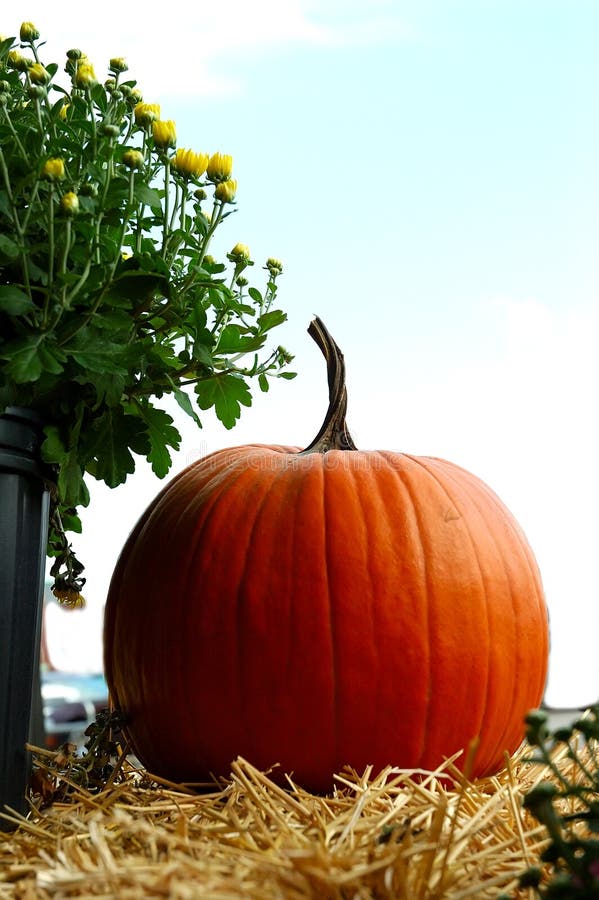 Fall Pumpkins stock image. Image of food, vegetables, nature - 250407