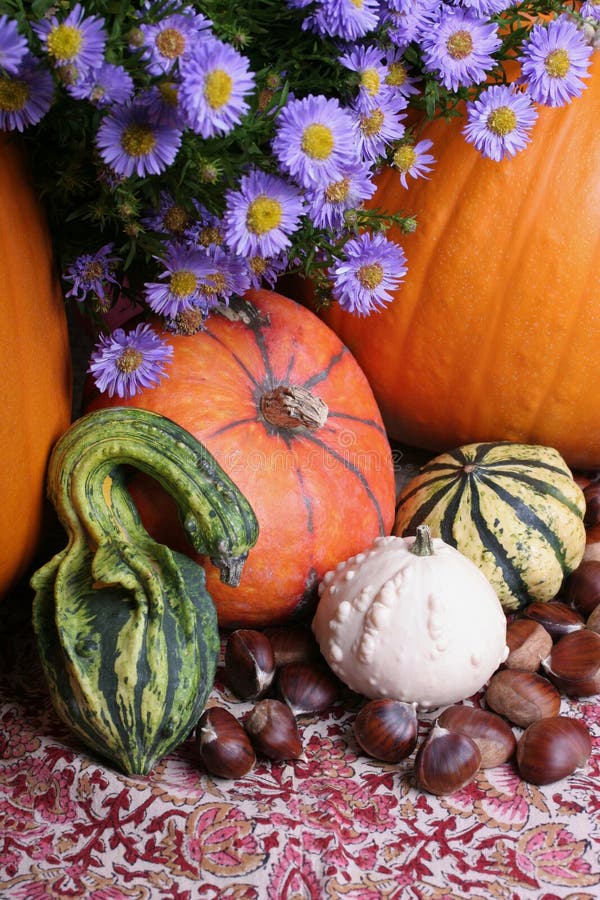 Fall Pumpkins stock photo. Image of cloth, colorful, purple - 3500662