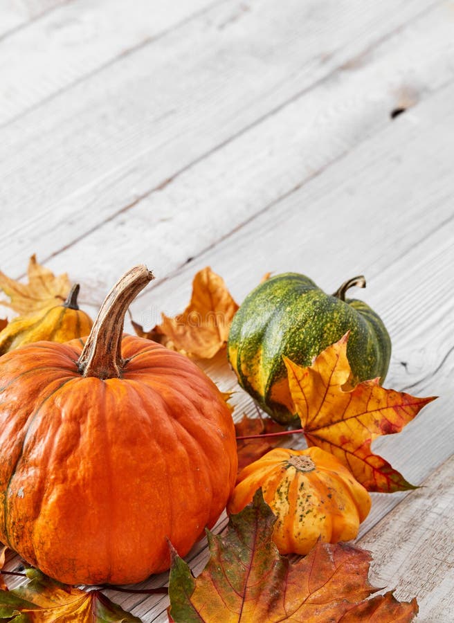 Fall pumpkins close-up stock photo. Image of celebration - 257230500