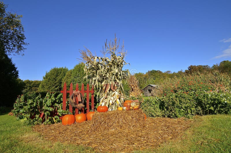 Fall Pumpkins and Corn Shocks Stock Photo - Image of pumpkins, farmer ...