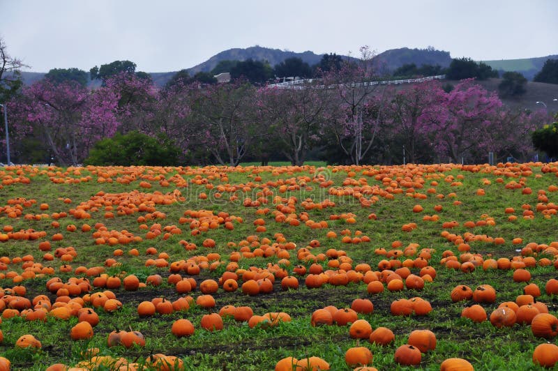 Fall Pumpkins stock photo. Image of fall, field, autumn - 44494524