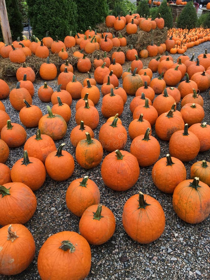 Fall pumpkins at market stock photo. Image of orange - 78110996