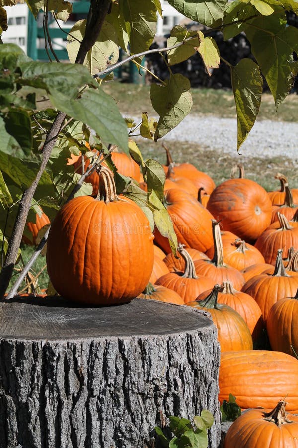 Fall pumpkins stock photo. Image of orange, pumpkins - 57547048