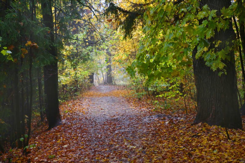 Fall Rainy Landscape with Blue Fog, Forest and Colored Leafs on the ...