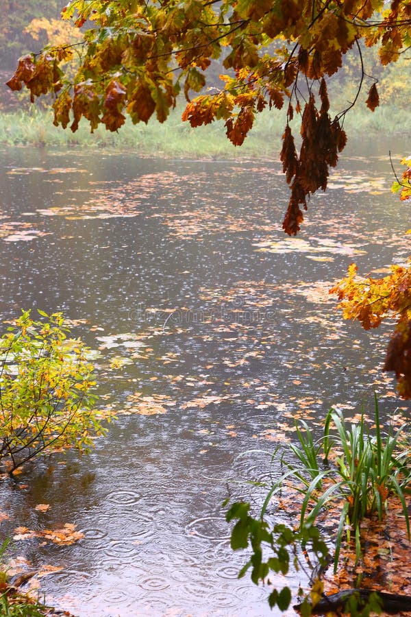Fall Rainy Landscape with Blue Fog, Forest and Colored Leafs on the ...