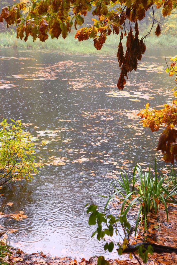 Fall Rainy Landscape with Blue Fog, Forest and Colored Leafs on the ...