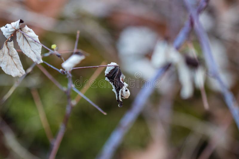 Fall Raspberry Bush Leaves stock photo. Image of stem - 105294500