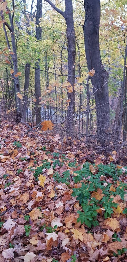 Fall Ravine with Stream Colorful Mess Stock Photo - Image of fall ...