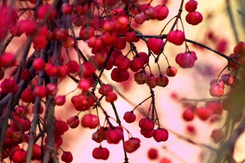 Fall stock image. Image of focused, autumn, fall, stems - 44732335