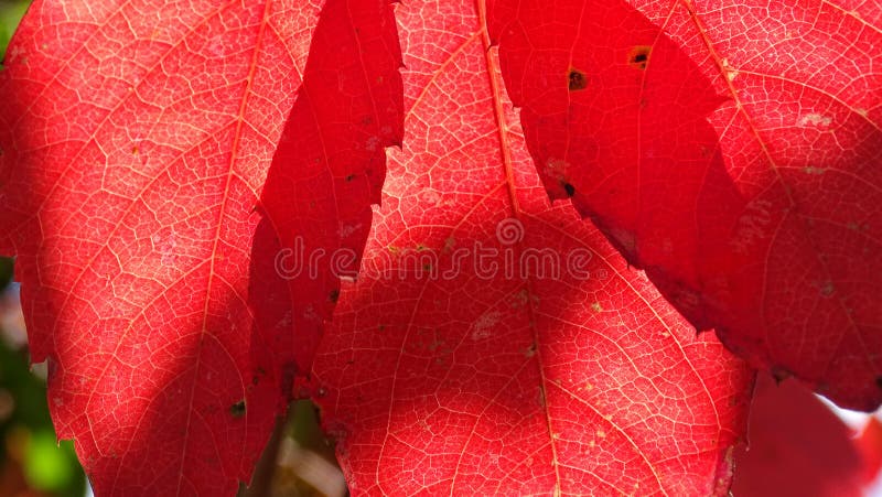 Fall. Red Grape Leaf in Sunlight. Veins, Leaf Texture are Visible Stock ...
