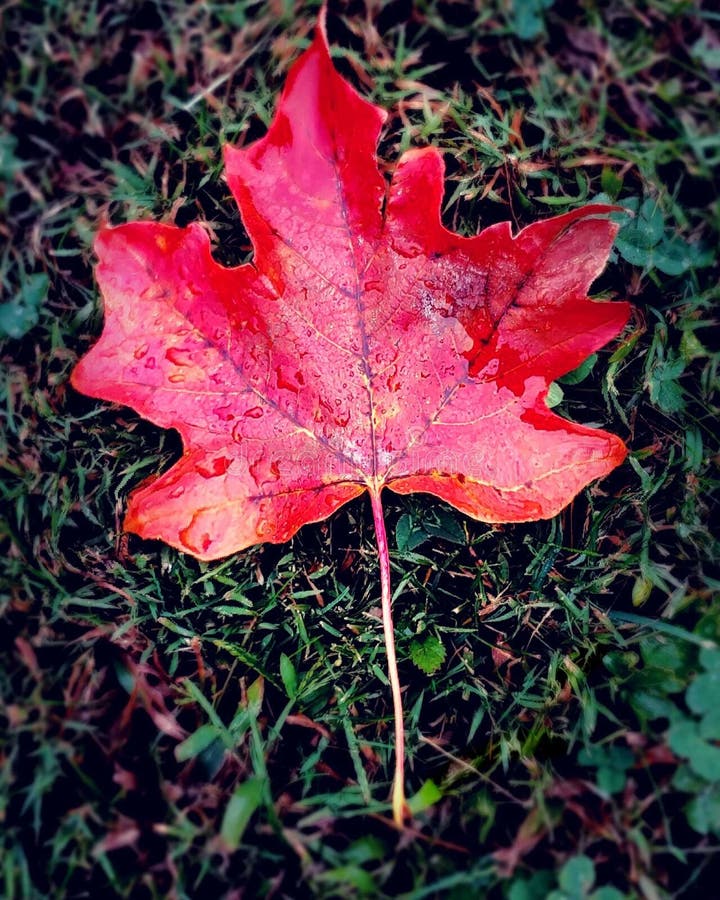 Fall red leaf stock image. Image of tree, sunlight, plant - 235701229