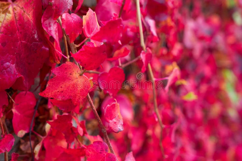 Fall red leaves background stock photo. Image of autumn - 97924310