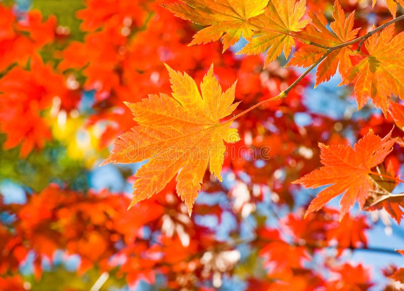 Fall Red Maple Forest Background Stock Photo - Image of colored ...