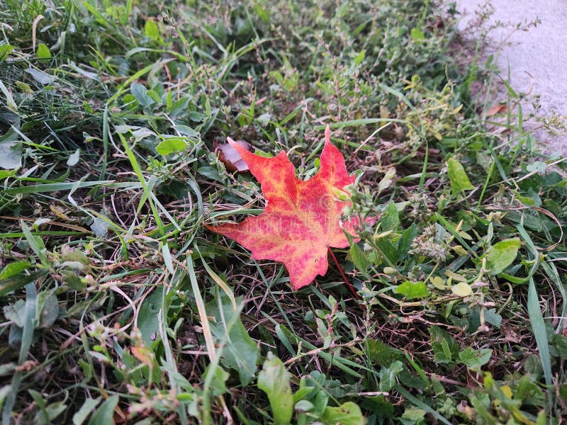 Fall Red Maple Leaf stock image. Image of garden, soil - 349687311
