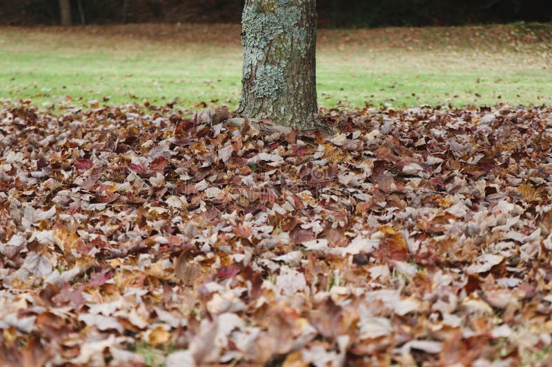 Fall Red Maple Leaf Lawn Carpet with Tree Trunk and Green Grass in ...