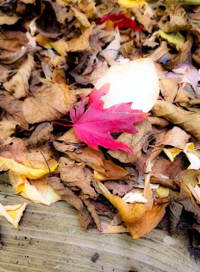 Fall Red Maple Leaf in Pile Stock Image - Image of maple, colours ...