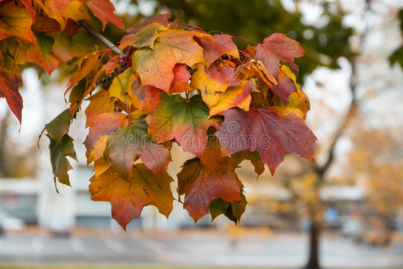Fall Red Maple Leaves on the Branch Stock Photo - Image of blur ...