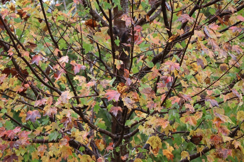 Fall Red Maple Tree Branches with Leaves Stock Photo - Image of ...