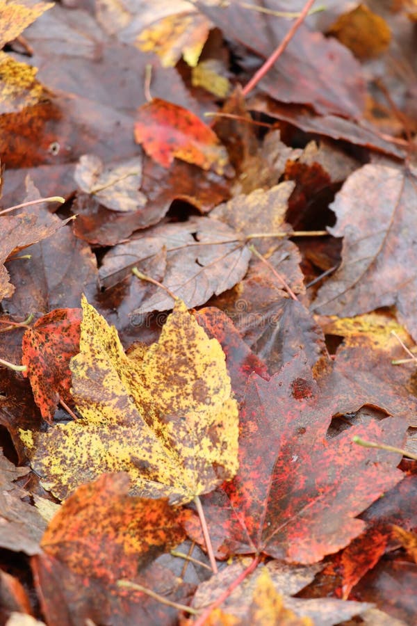 Fall Red Maple Tree Leaves on Ground Stock Image - Image of fall, rust ...