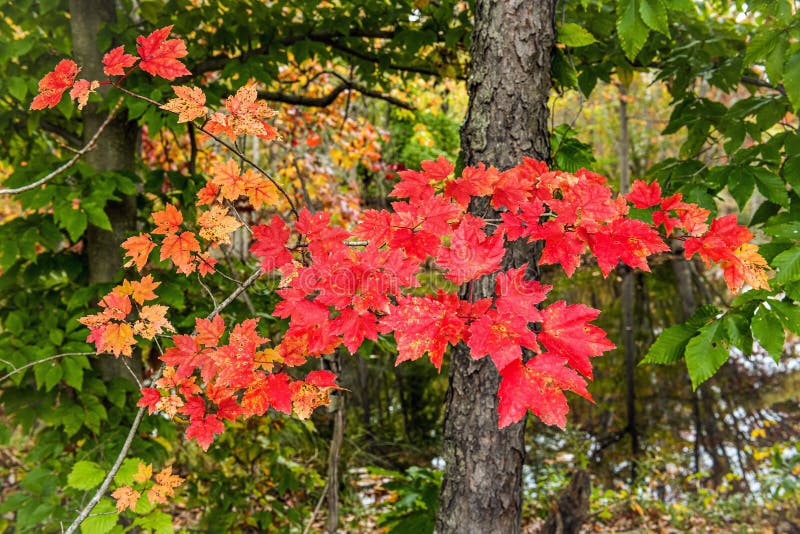 Fall Red stock photo. Image of vibrant, seasons, foliage - 232974332