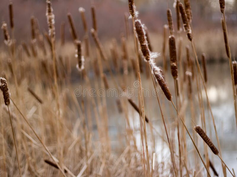 Fall Reeds Picture. Image: 3243507