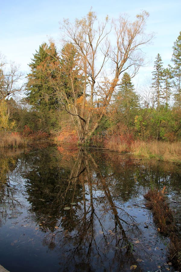 Fall Reflection stock image. Image of tree, fall, forest - 46365103