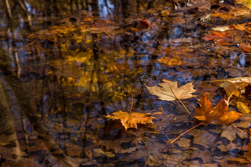 Fall reflections. stock image. Image of america, orange - 61725835