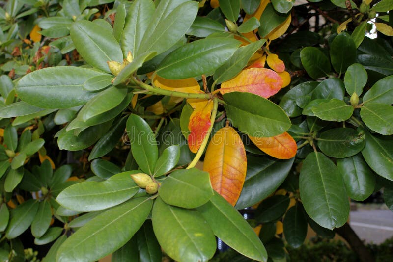 Fall Rhododendron stock photo. Image of rhododendron - 102118342