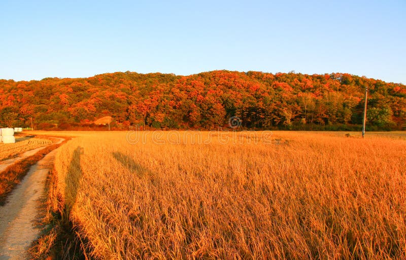 Fall ripe rice field stock image. Image of ripe, season - 123803749