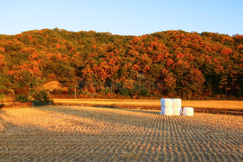 Fall ripe rice field stock photo. Image of sunset, outdoor - 123803690