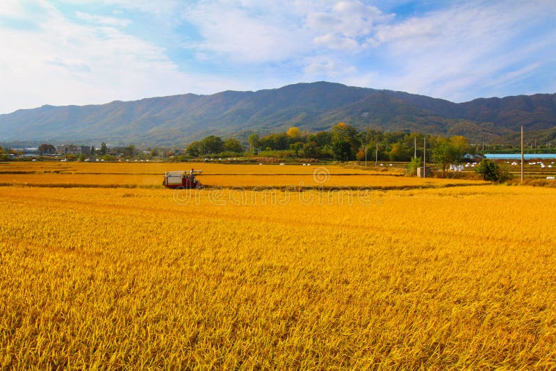 Fall ripe rice field stock photo. Image of organic, ripe - 76520370