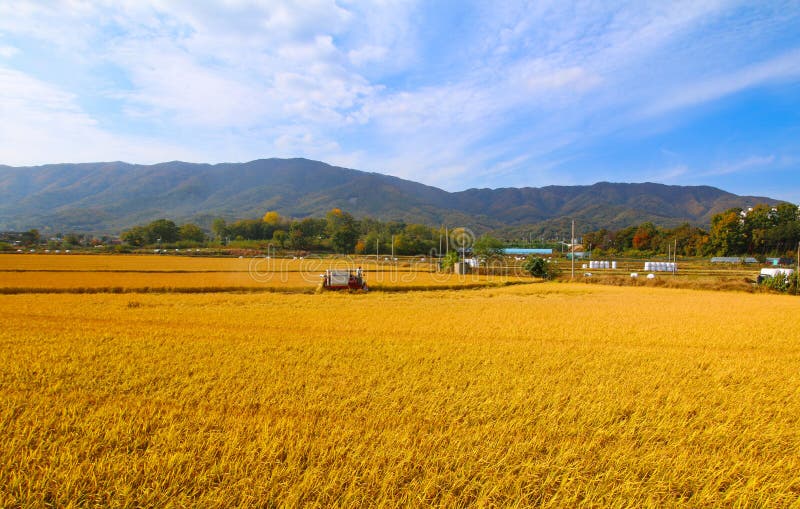 Golden Ripe Rice Field in Korea Stock Photo - Image of organic ...