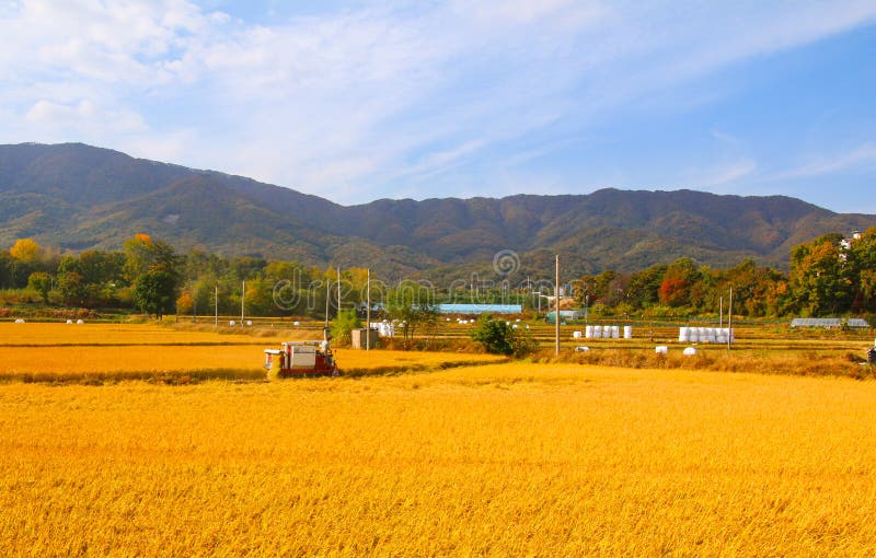 Fall ripe rice field stock image. Image of growth, rural - 76520605