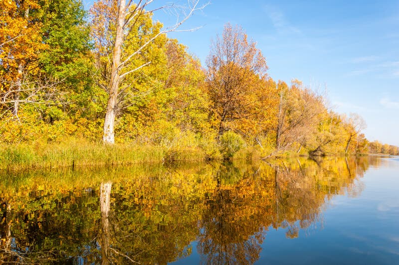 Fall River, Autumn Trees in Gold Stock Image - Image of lush, autumn ...