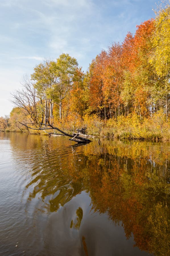 Fall River, Autumn Trees in Gold Stock Image - Image of branch, nature ...