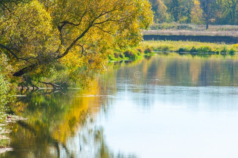 Fall River, Trees Dressed in Yellow Leaves Leaned Over the Water Stock ...