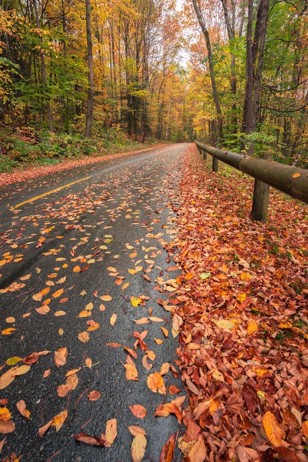 Fall Road with in Autumn Foliage through Forest with Leaves on Ground ...