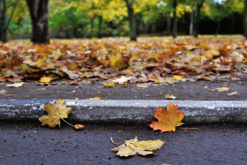 Fall, Road, Curb stock image. Image of yellow, road, trees - 62386731